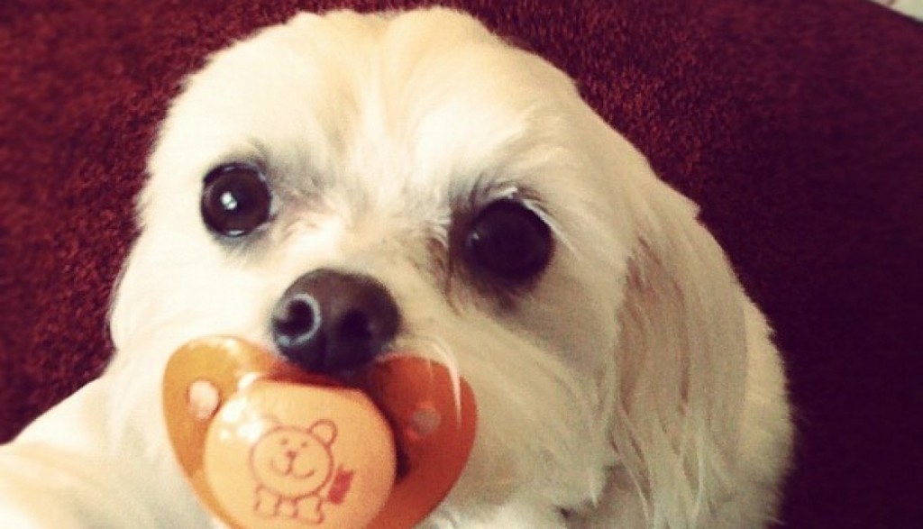 Finnish Pancake – Big Fat Brat Baby Dog